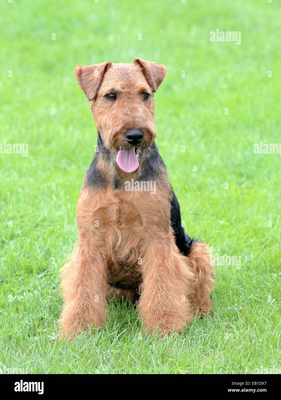 Welsh terrier hi-res stock photography and images - Alamy