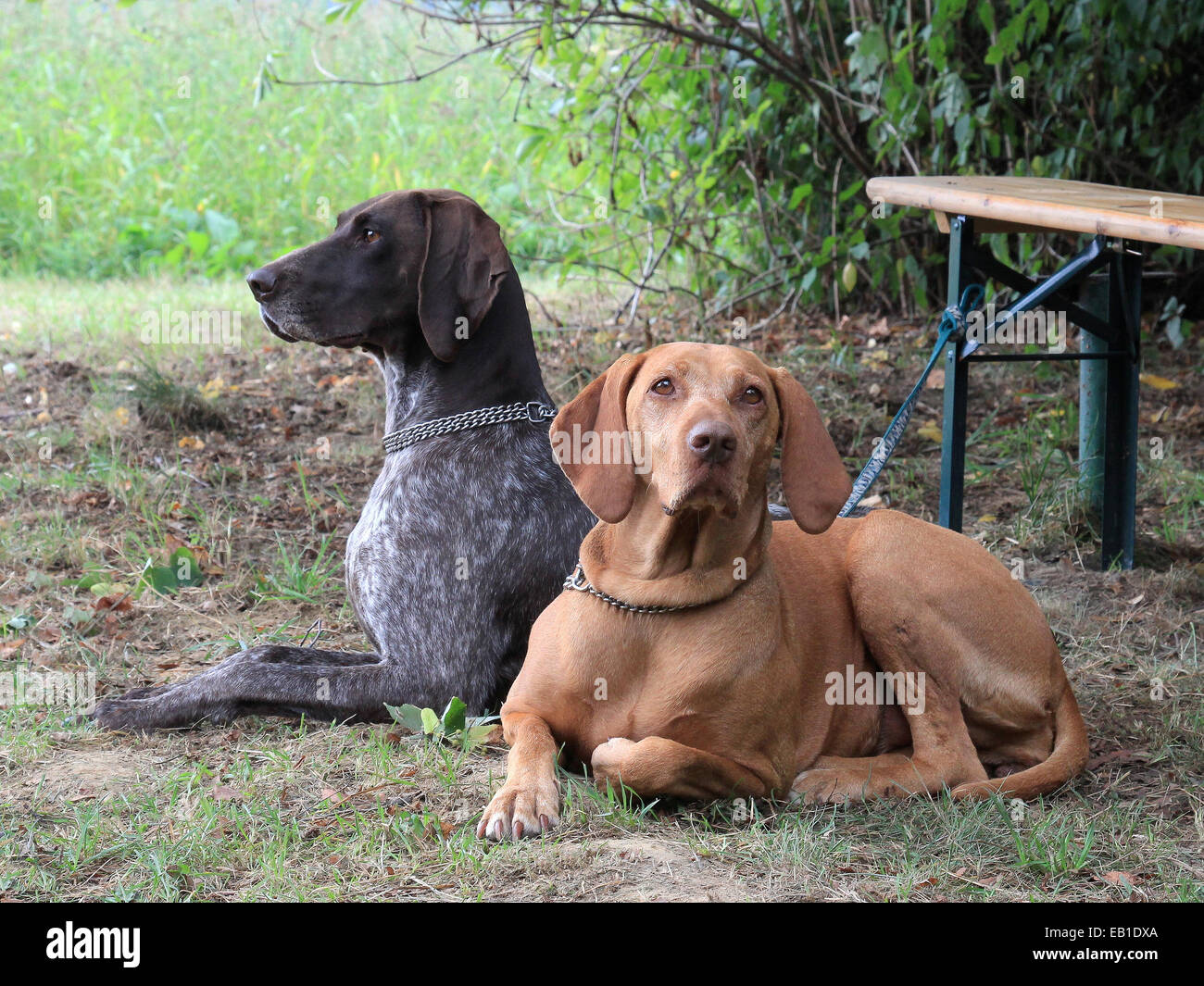 Two hunting dogs hi-res stock photography and images - Alamy