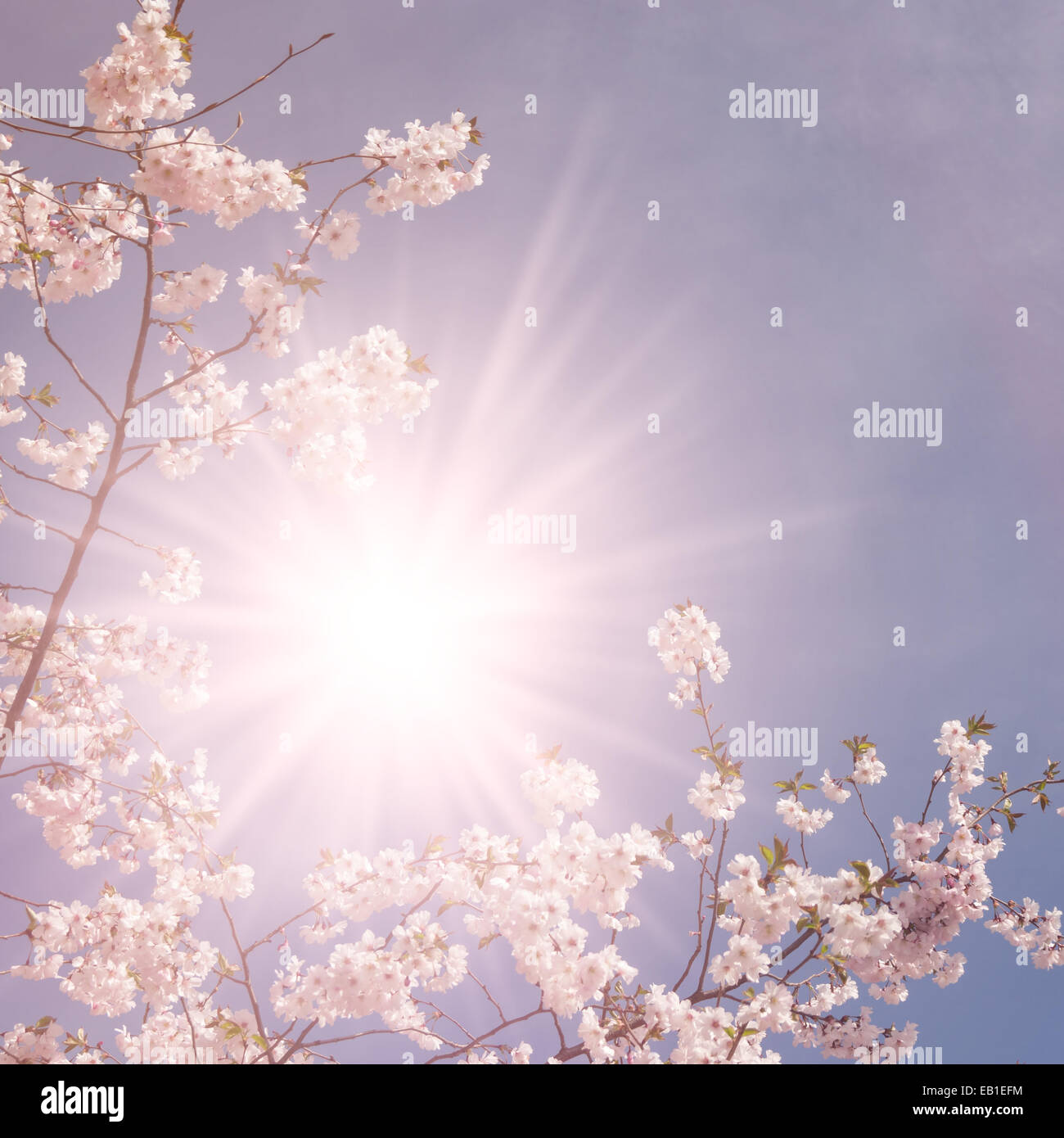 Cherry blossom sunshine japan hi-res stock photography and images - Alamy