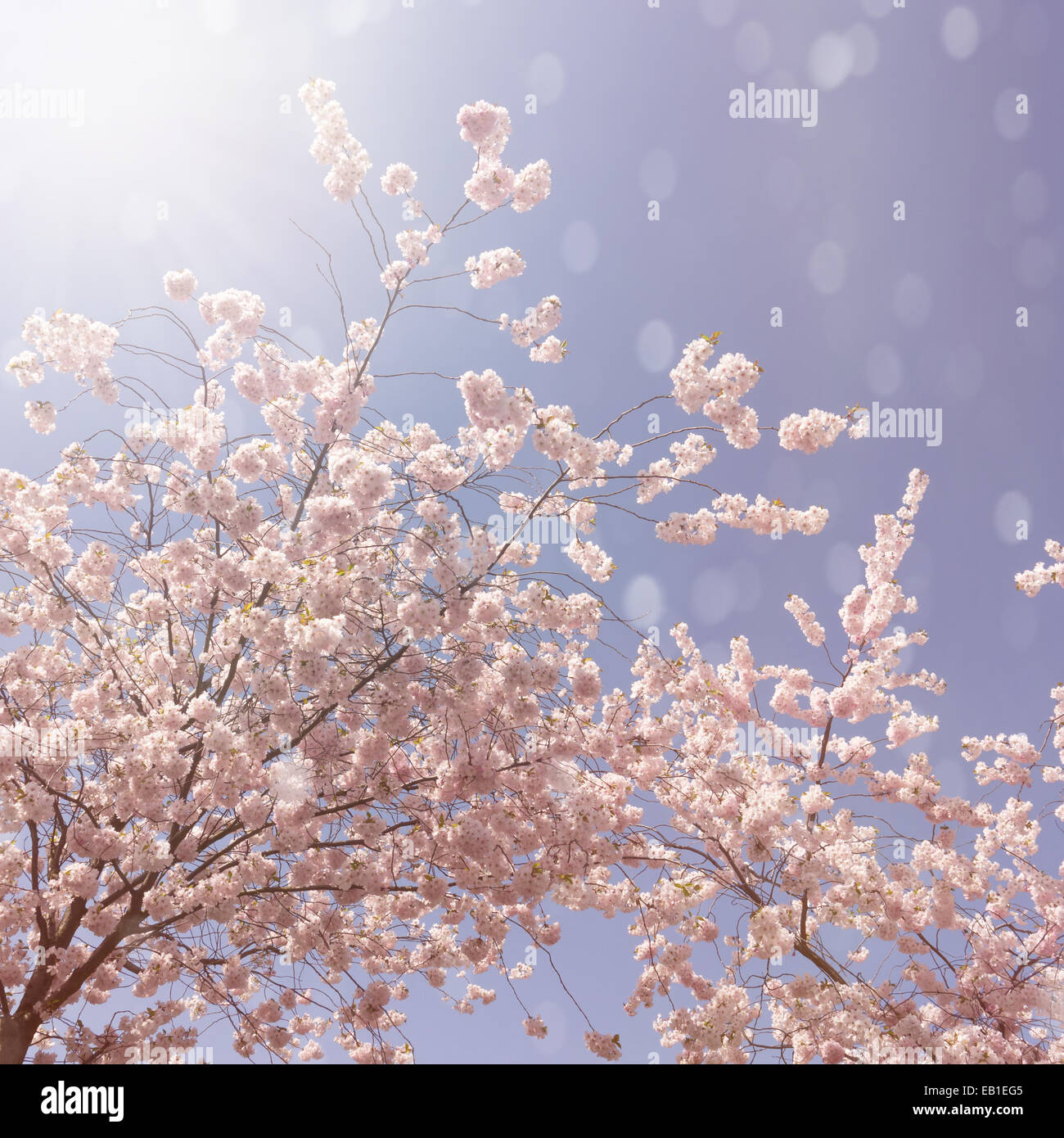 Japanese cherry trees in spring Stock Photo - Alamy