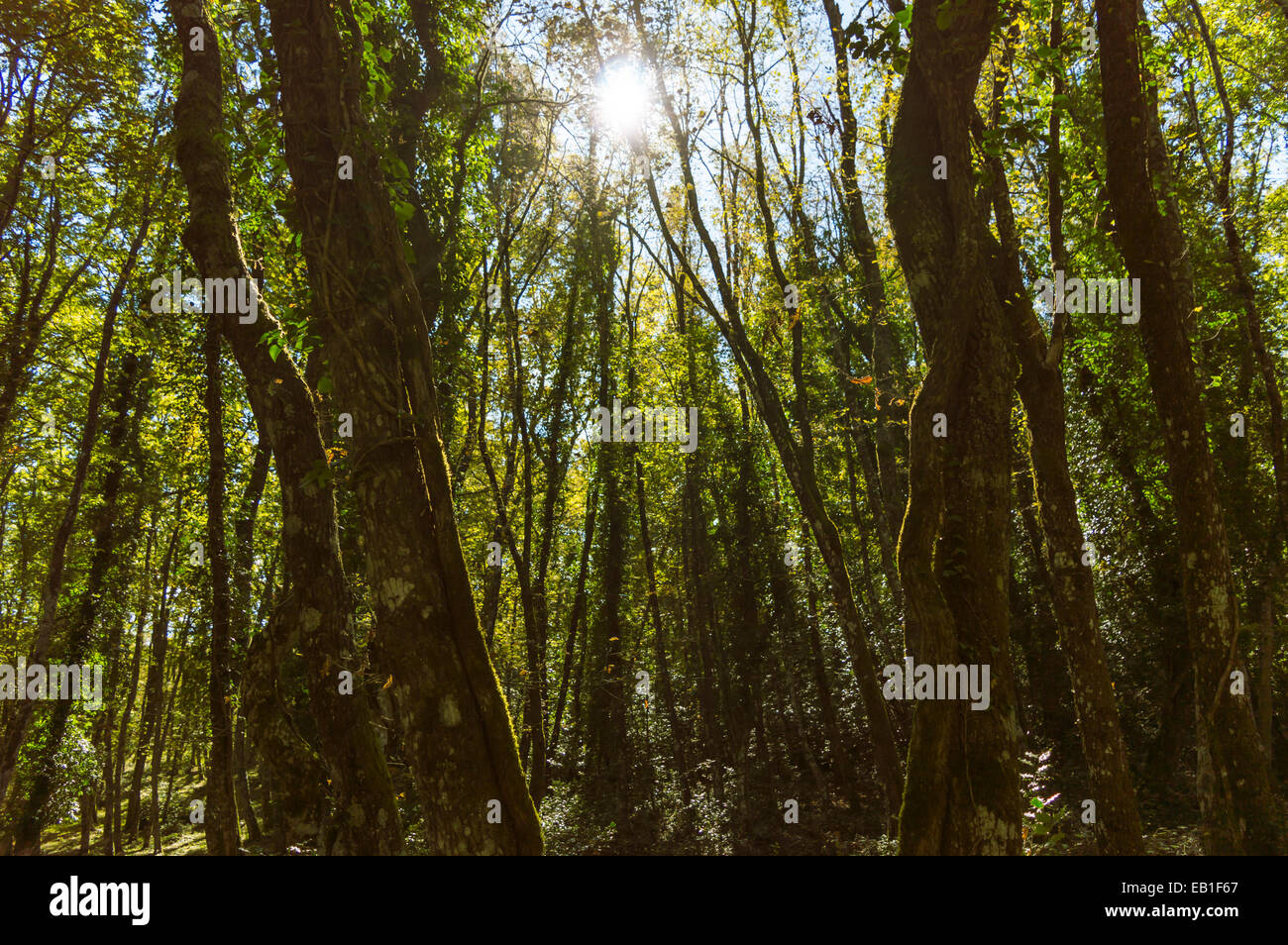 Cool forest shade hi-res stock photography and images - Alamy