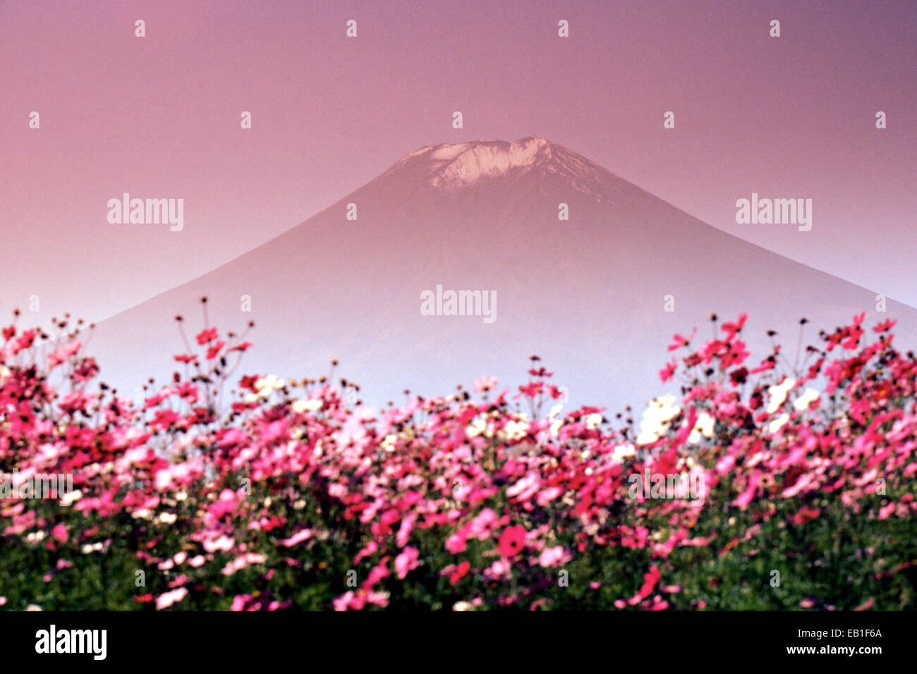 Fuji japan flowers hi-res stock photography and images - Alamy