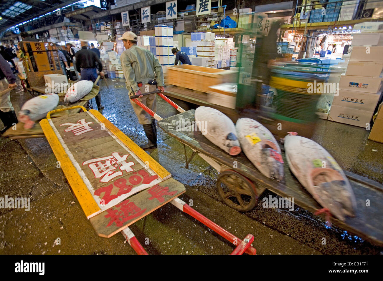Tokyo Central Wholesale Market, Tsukiji Fish Market, Tokyo, Japan Stock ...