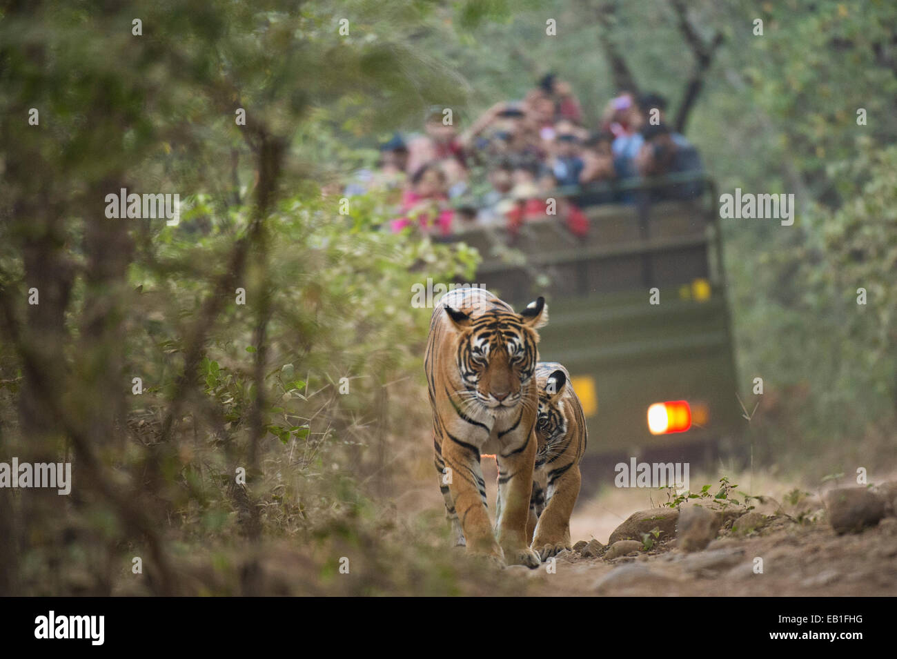 Tourist vehicles watching a tigress with her young cub walking on a ...