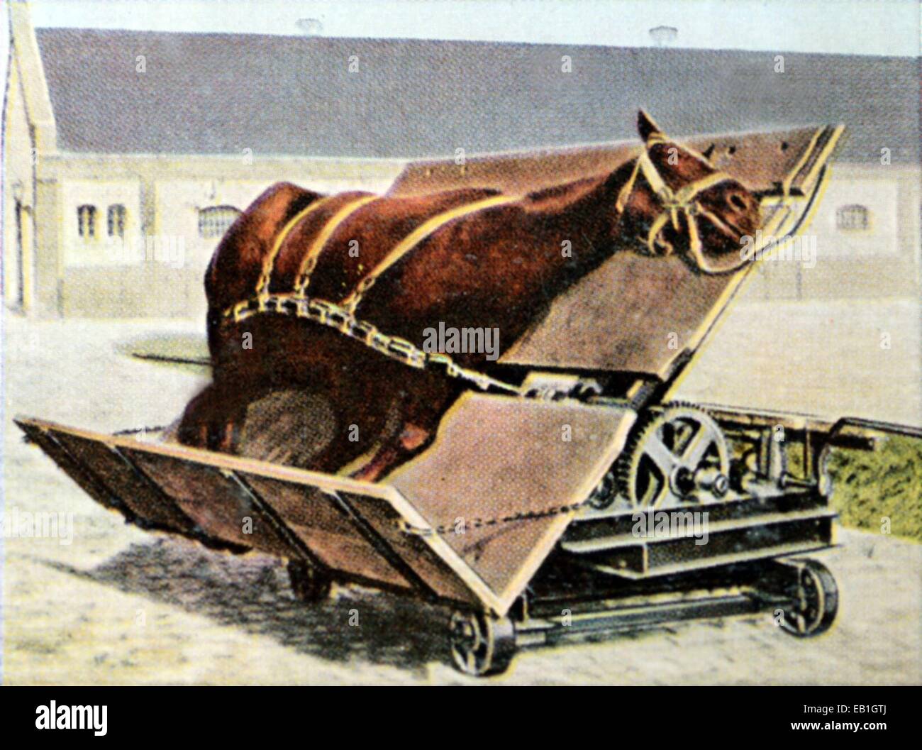 The contemporary colorized German propaganda photo shows a horse in a ...