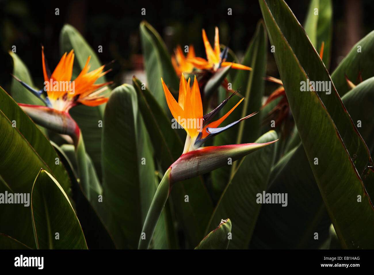 Strelitzia flower hi-res stock photography and images - Alamy