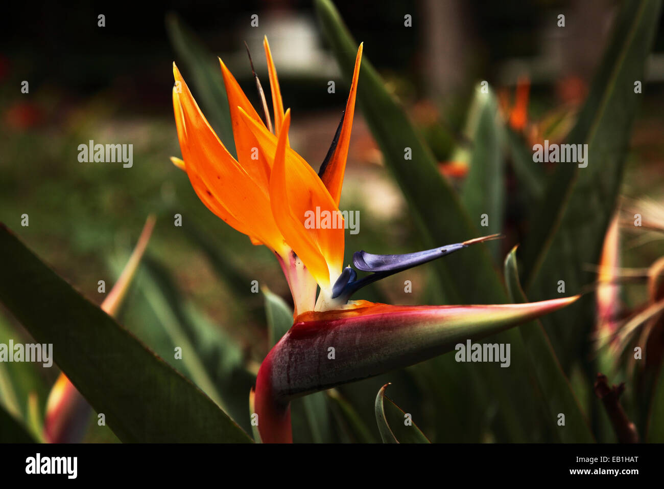 Strelitzia flower hi-res stock photography and images - Alamy