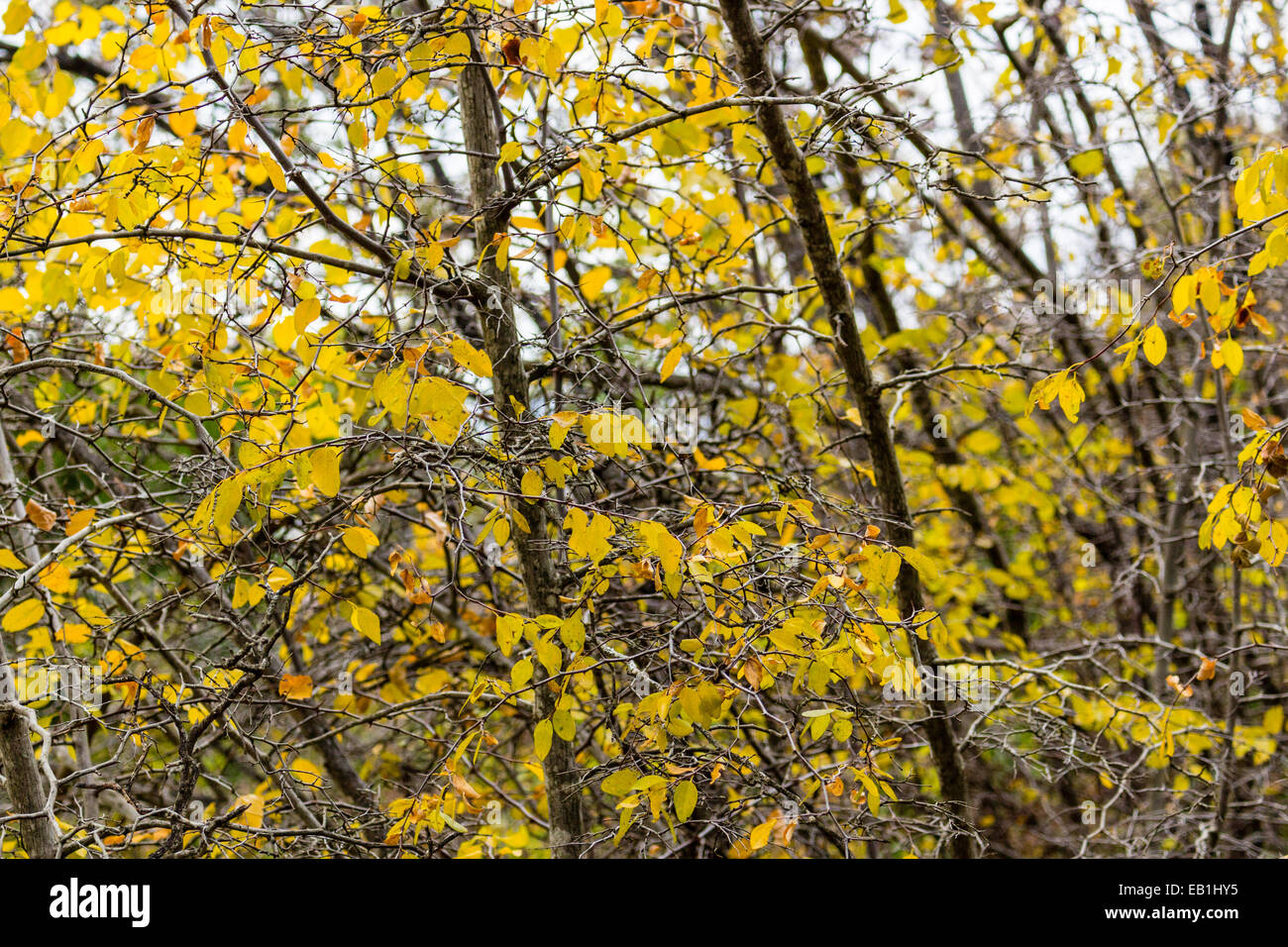 Autumn View of the Krizevac (Cross) Mountain in Medjugorje in Bosnia ed ...