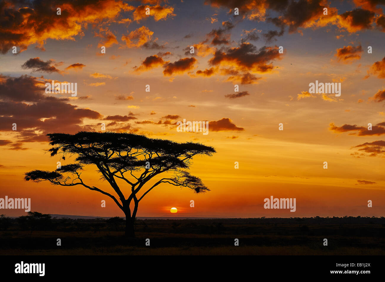 African sunset in the savannah of the Serengeti National Park Stock ...