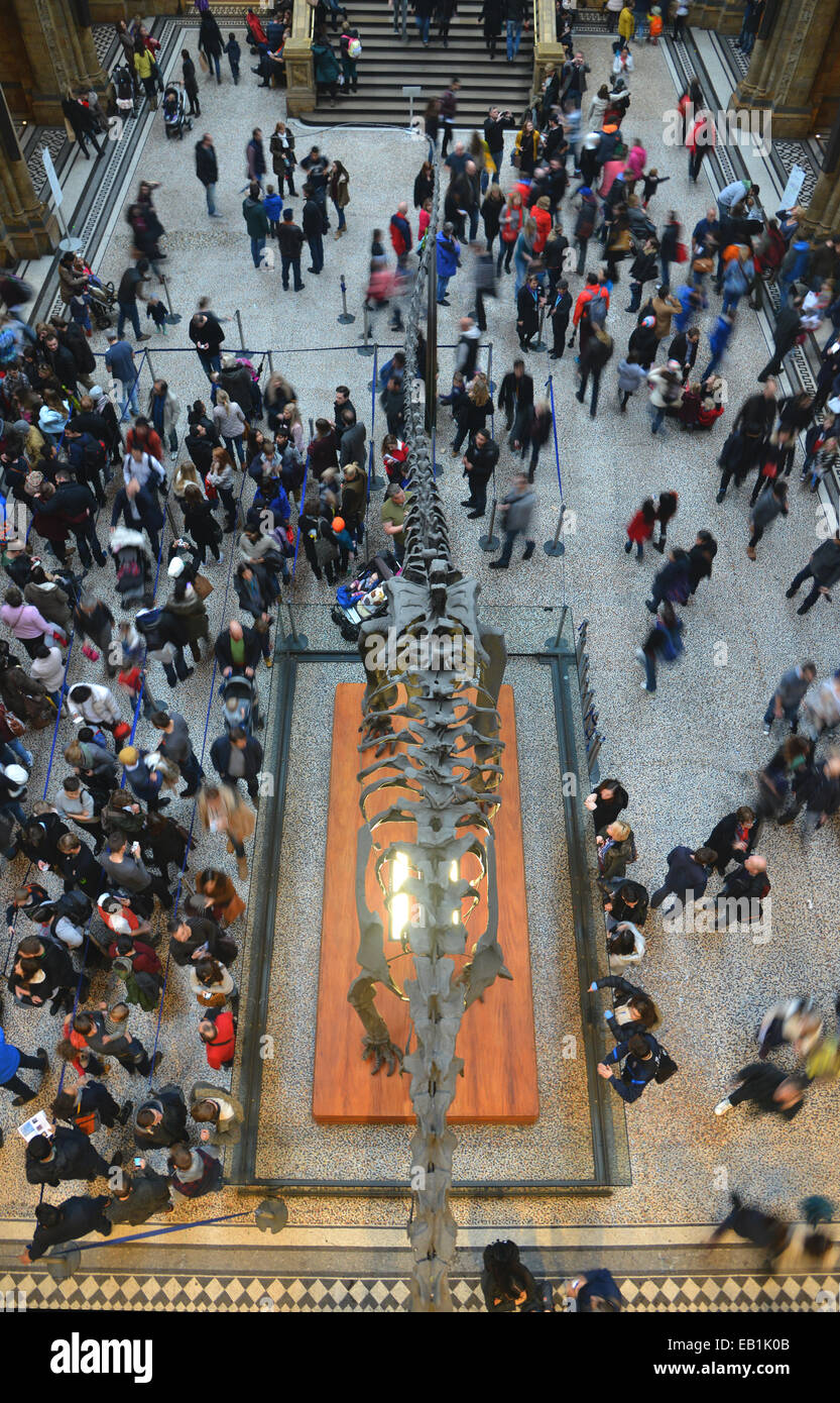 Sauropod skeleton hi-res stock photography and images - Alamy