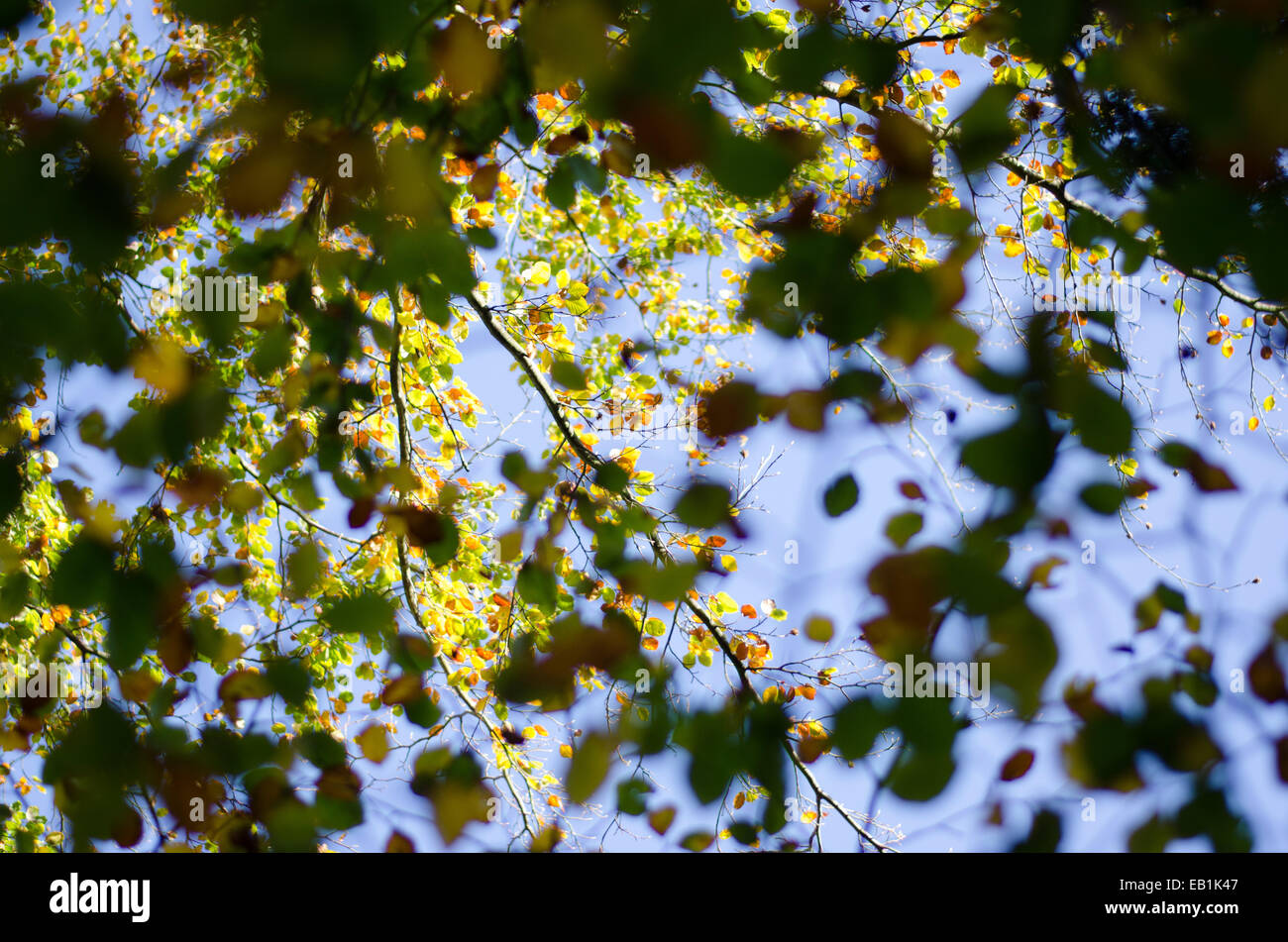 Sunlight through tree branches, dappled light outdoors Stock Photo - Alamy