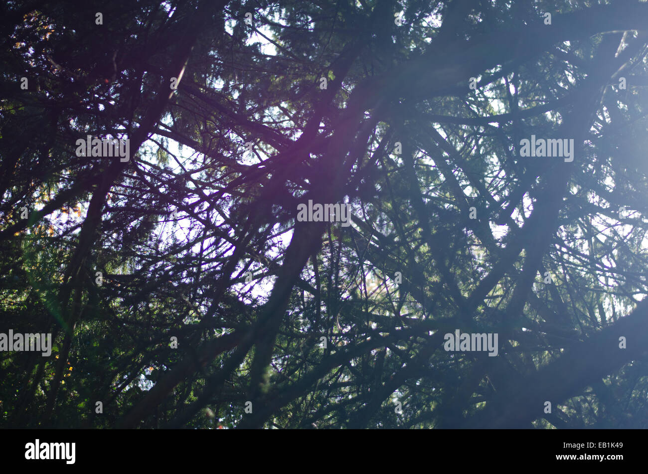Sunlight through tree branches, dappled light outdoors Stock Photo - Alamy