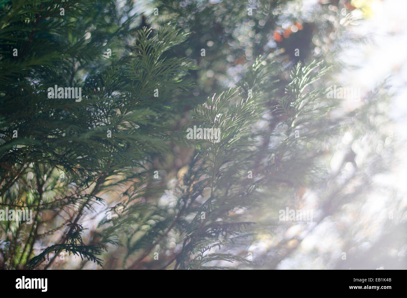 Sunlight through tree branches hi-res stock photography and images - Alamy