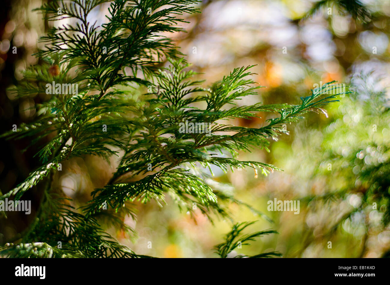 Sunlight through tree branches, dappled light outdoors Stock Photo - Alamy
