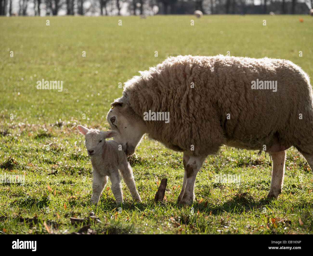 Sheep mother lamb hi-res stock photography and images - Alamy