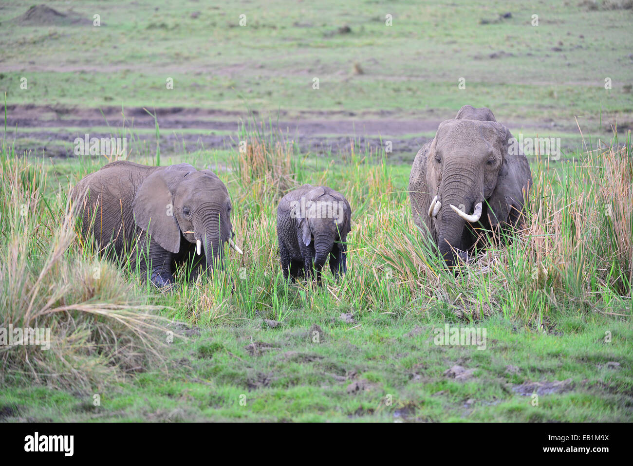 Masai Mara Elephant Stock Photo - Alamy