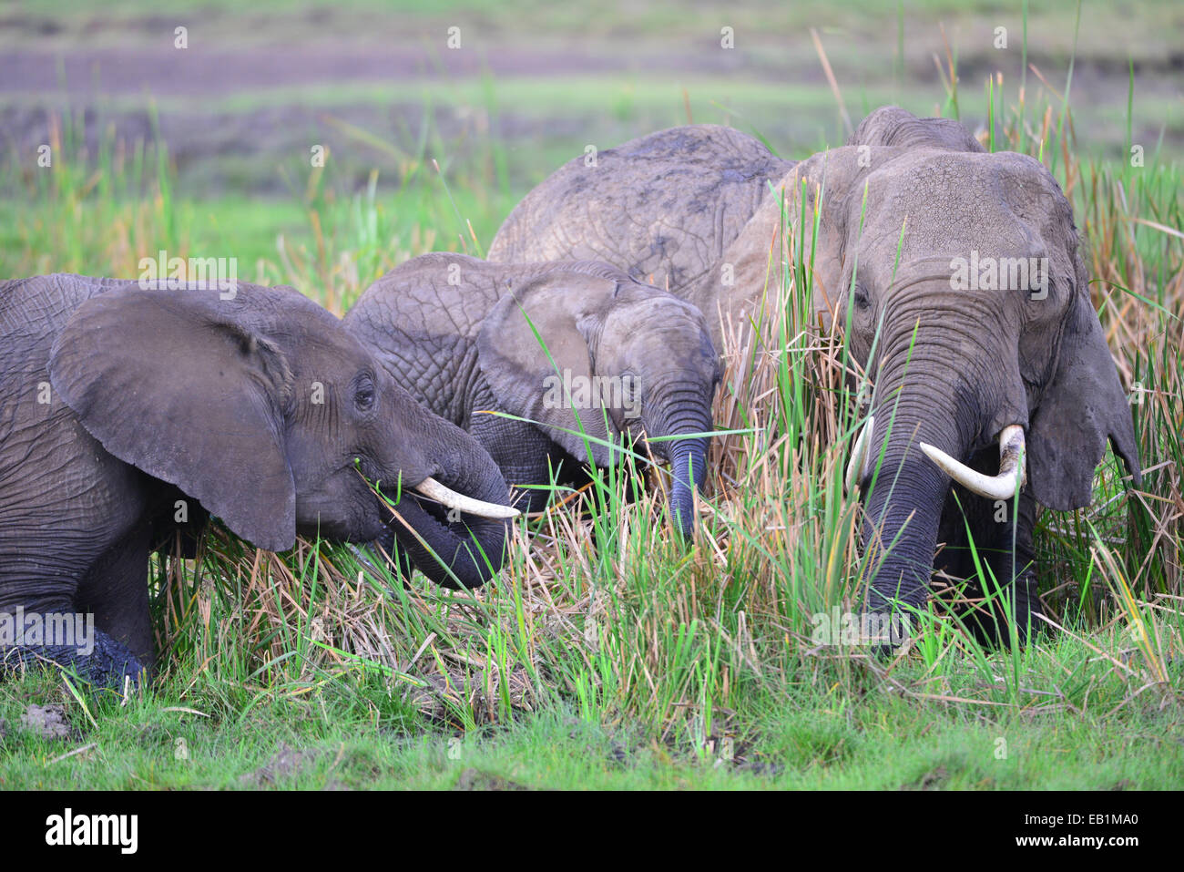 Masai Mara Elephant Stock Photo - Alamy