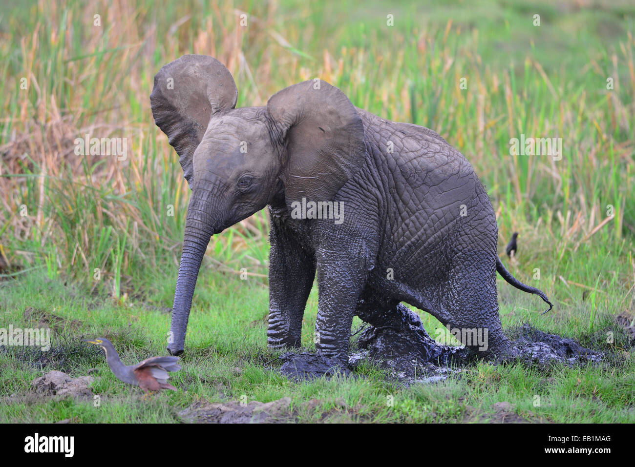 Masai Mara Elephant Stock Photo - Alamy