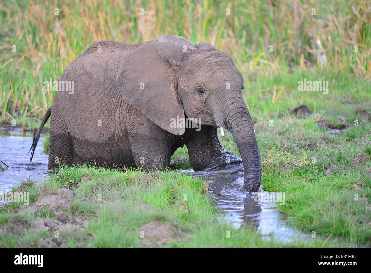 Masai Mara Elephant Stock Photo - Alamy