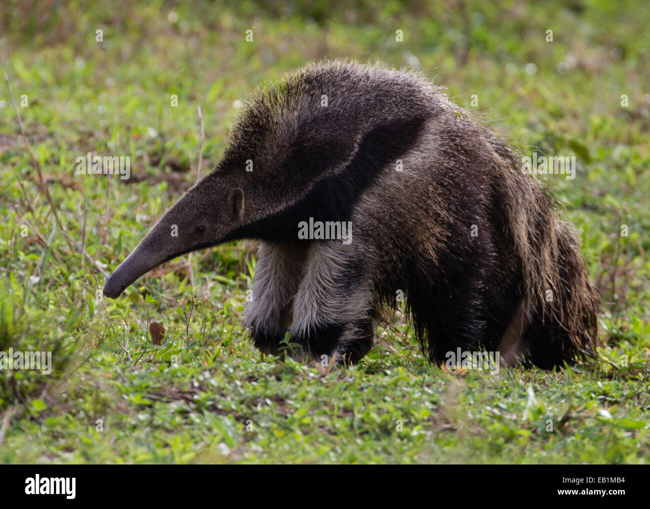Giant Anteater (Myrmecophaga tridactyla), searching for ants & termites ...