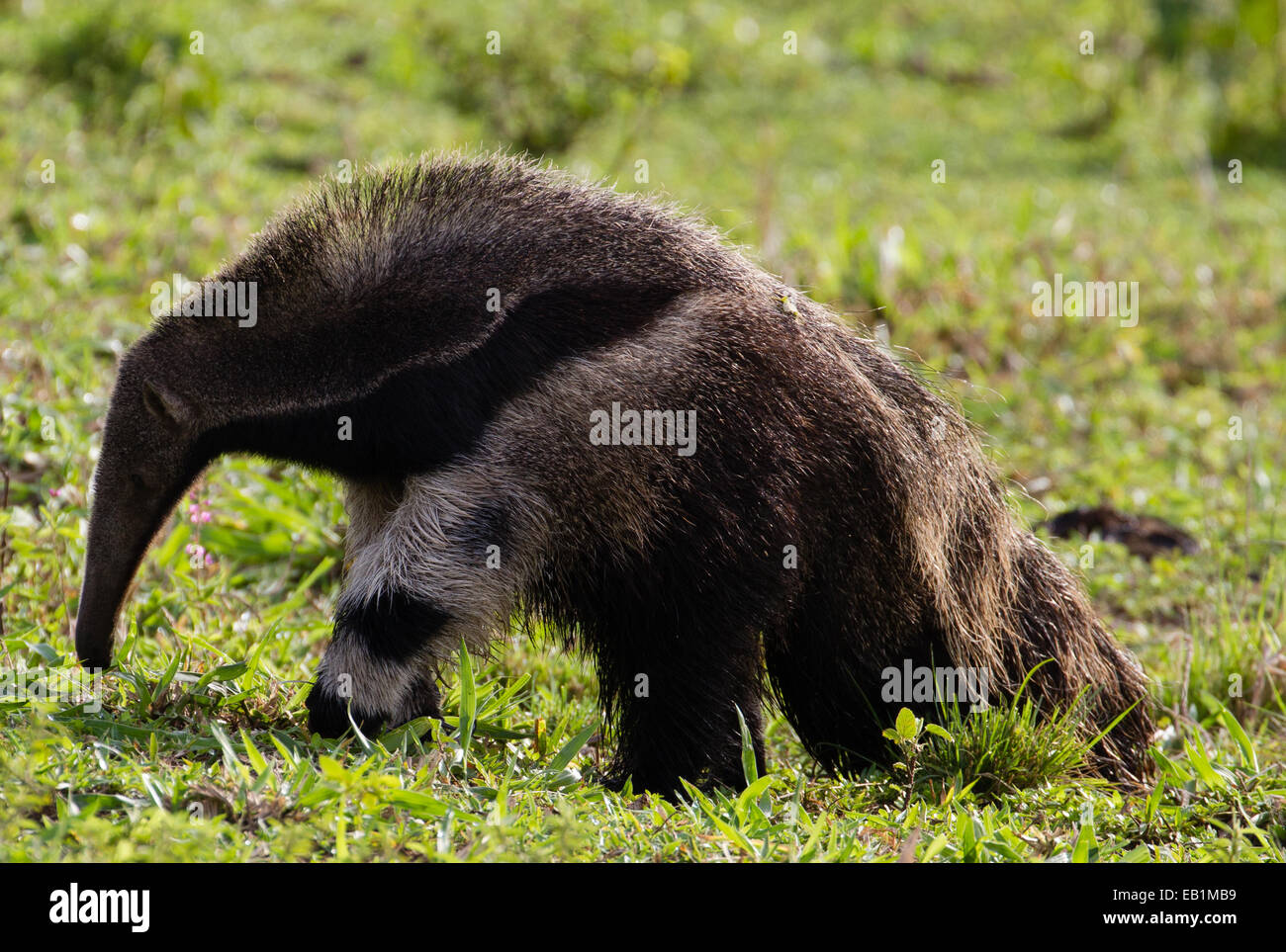 Giant Anteater (Myrmecophaga tridactyla), searching for ants & termites ...