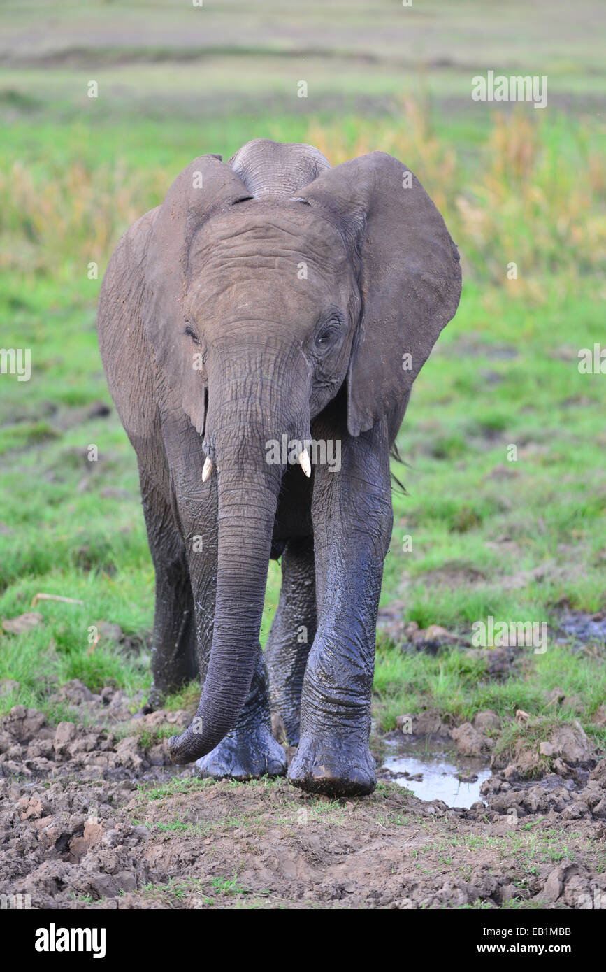 Masai Mara Elephant Stock Photo - Alamy