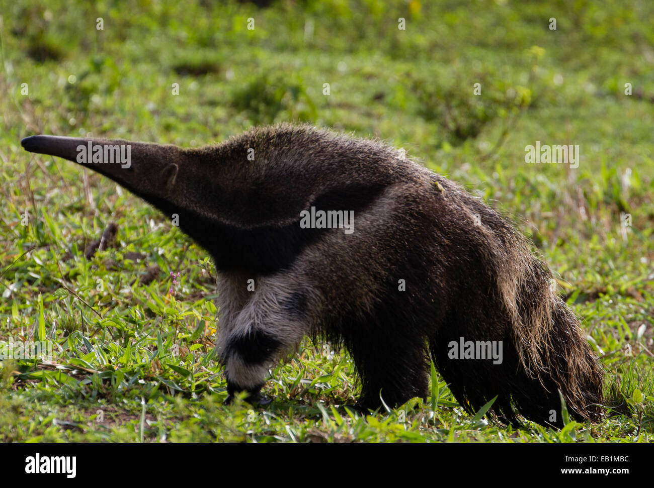 Giant Anteater (Myrmecophaga tridactyla), searching for ants & termites ...