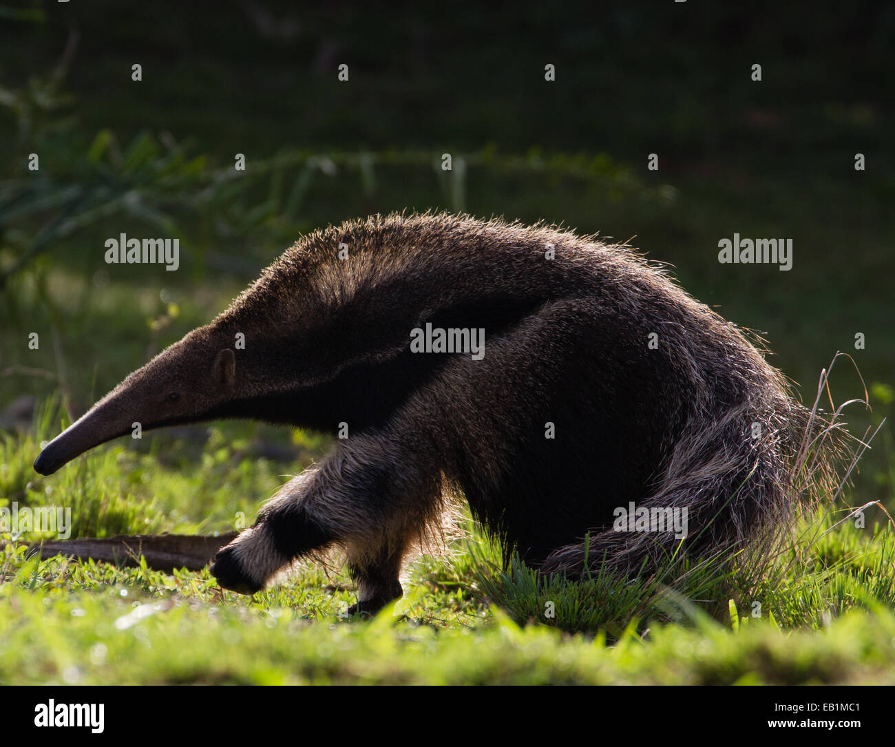 Giant Anteater (Myrmecophaga tridactyla), searching for ants & termites ...