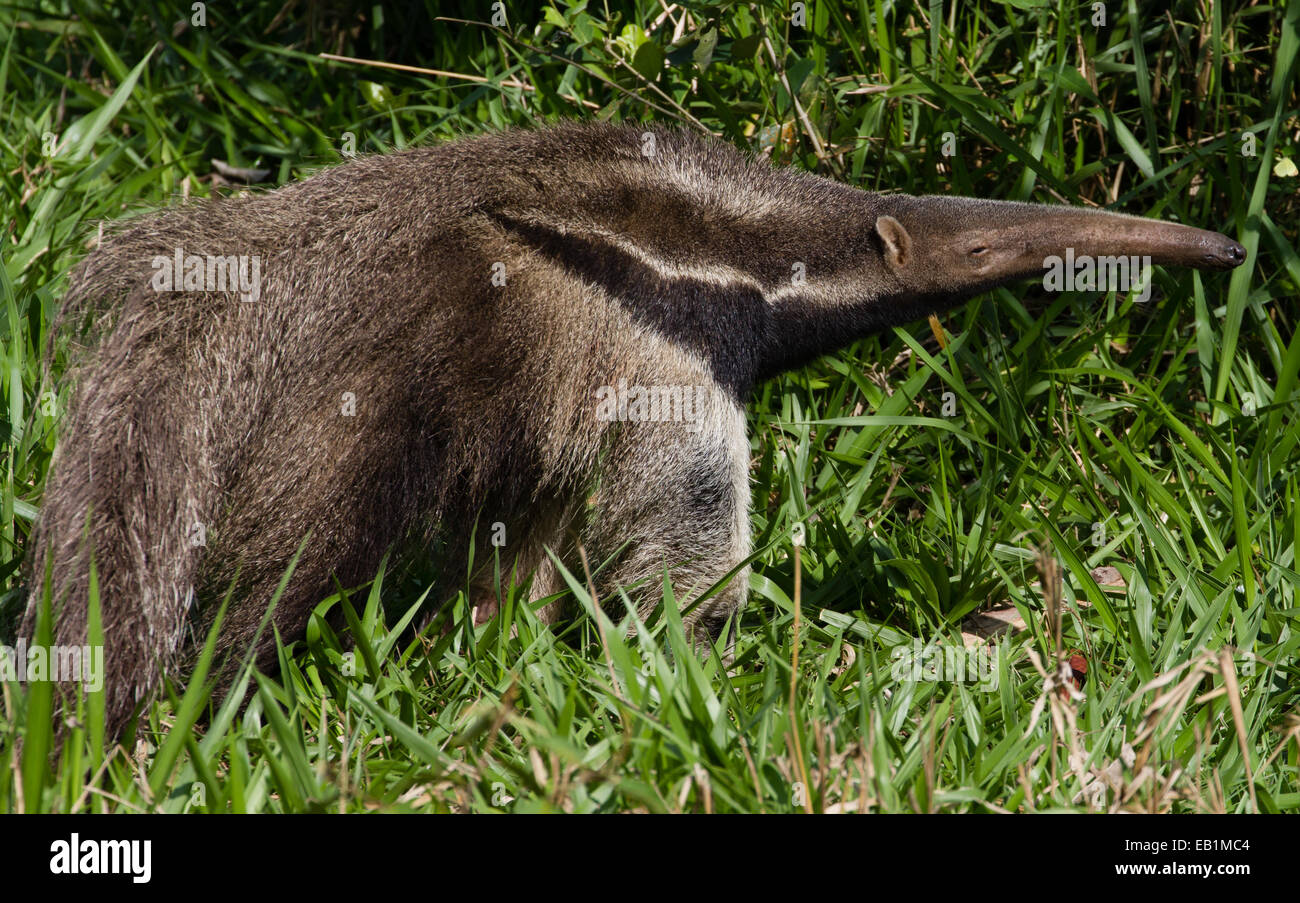 Giant Anteater (Myrmecophaga tridactyla), searching for ants & termites ...