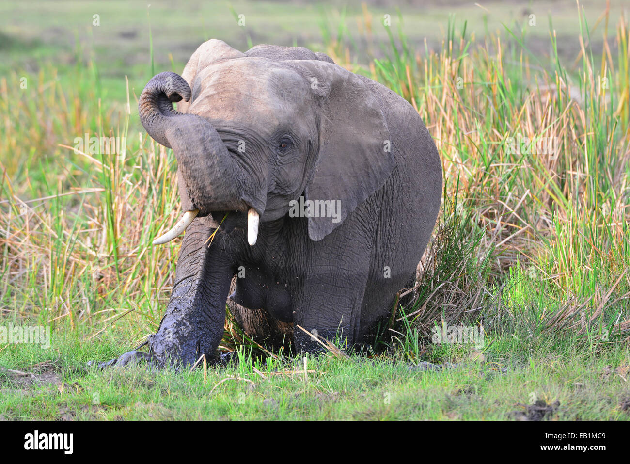 Masai Mara Elephant Stock Photo - Alamy