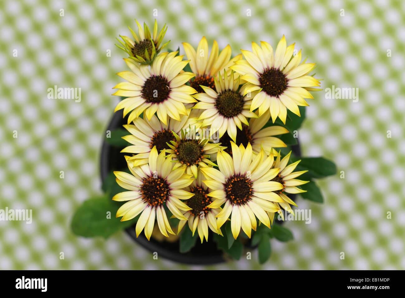 Cloth daisy flower hi-res stock photography and images - Alamy