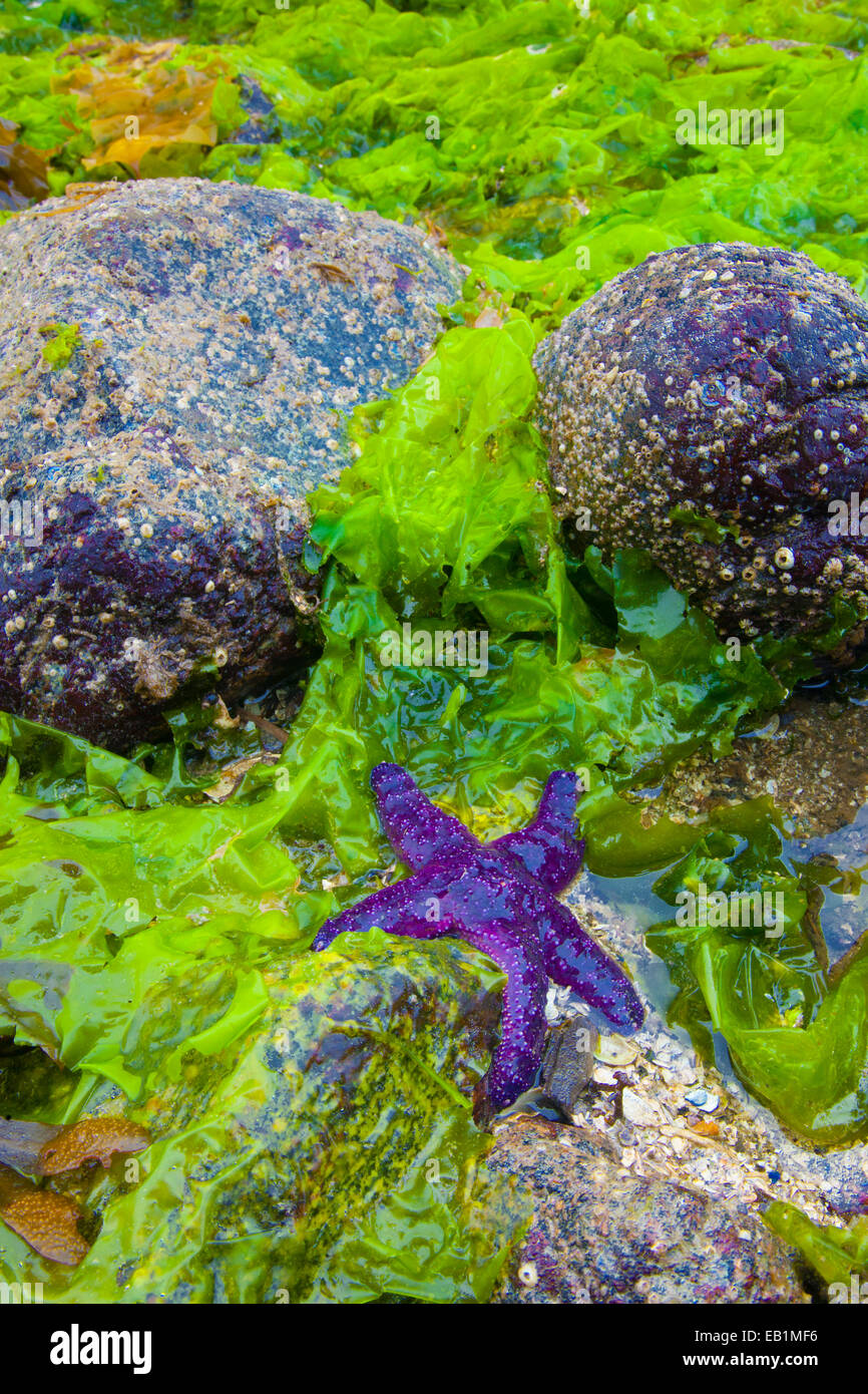 Purple starfish (Pisaster ochraceus) on seaweed at low tide in Sechelt ...