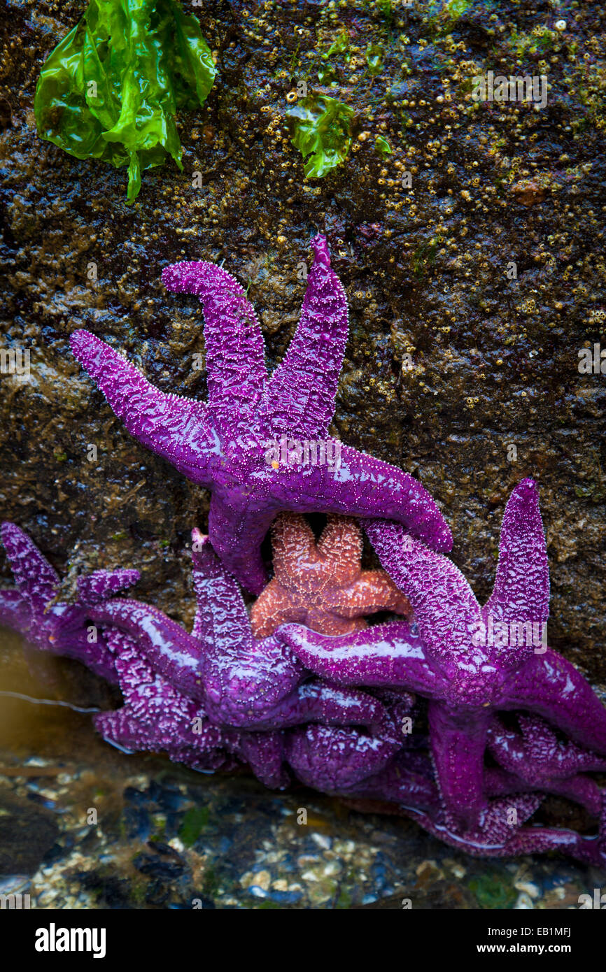 Purple And Pink Starfish