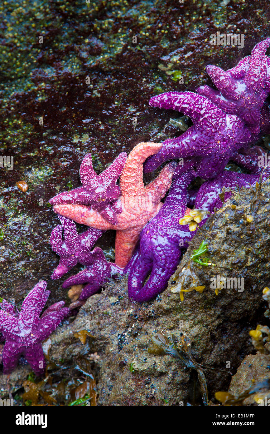Rock star crowd hi-res stock photography and images - Alamy