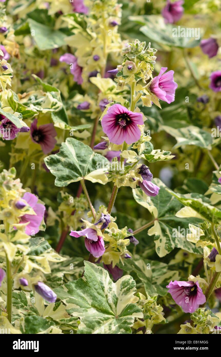 Tree mallow (Lavatera arborea 'Variegata' Stock Photo - Alamy