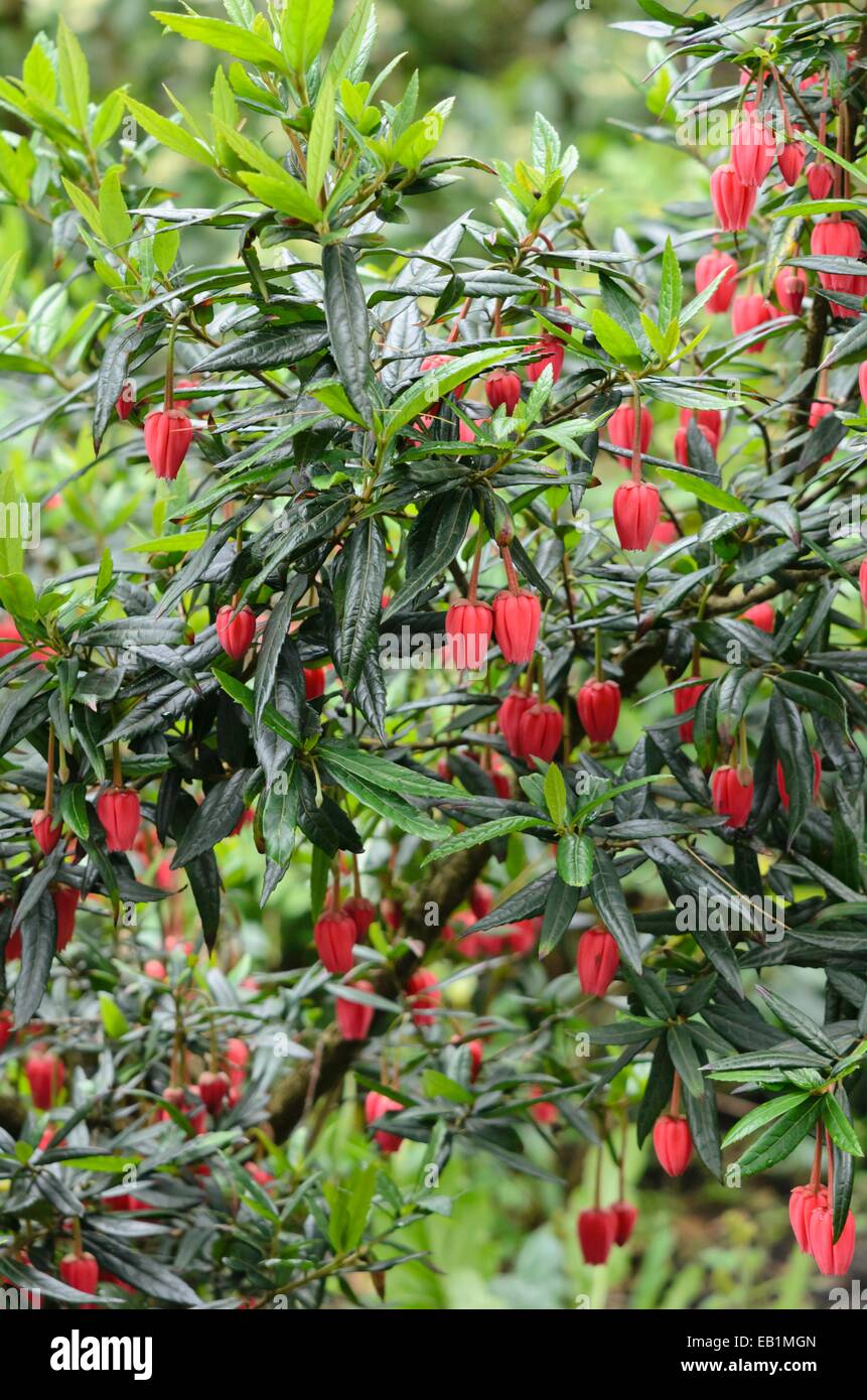 Lantern tree hi-res stock photography and images - Alamy