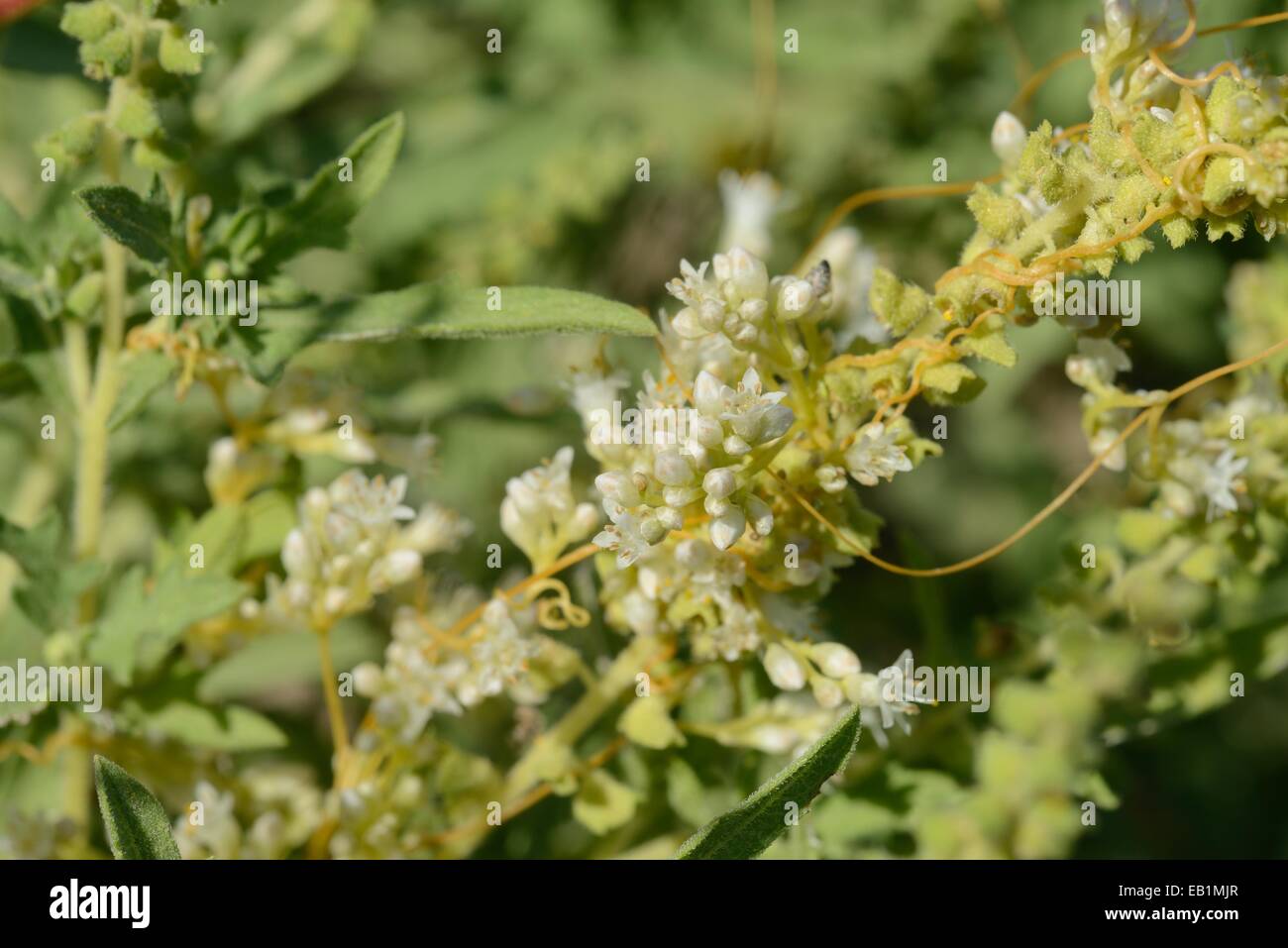 Cuscuta hi-res stock photography and images - Alamy