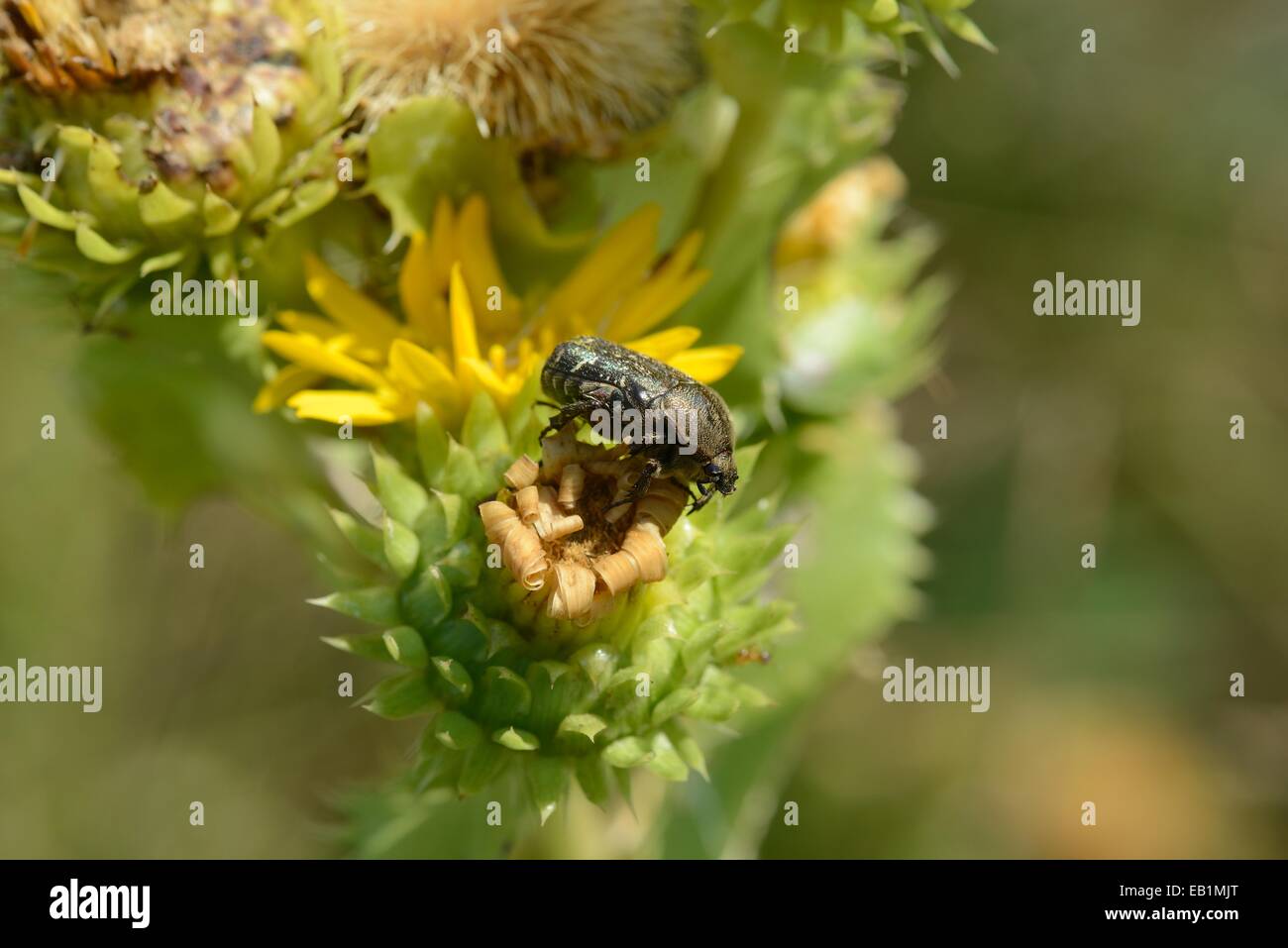 Spangled flower beetle hi-res stock photography and images - Alamy