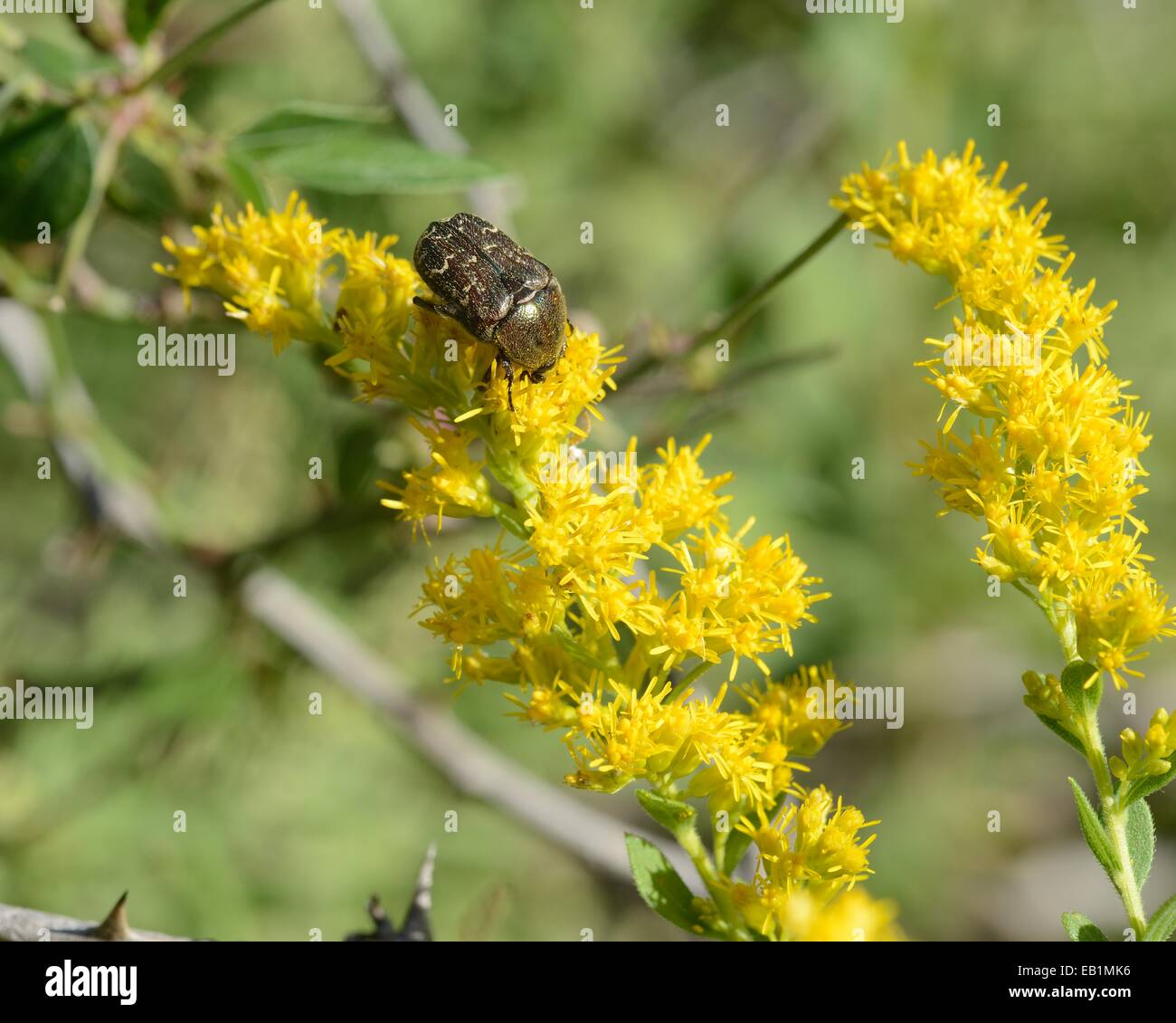 Spangled Flower Beetle on Goldenrod Stock Photo - Alamy