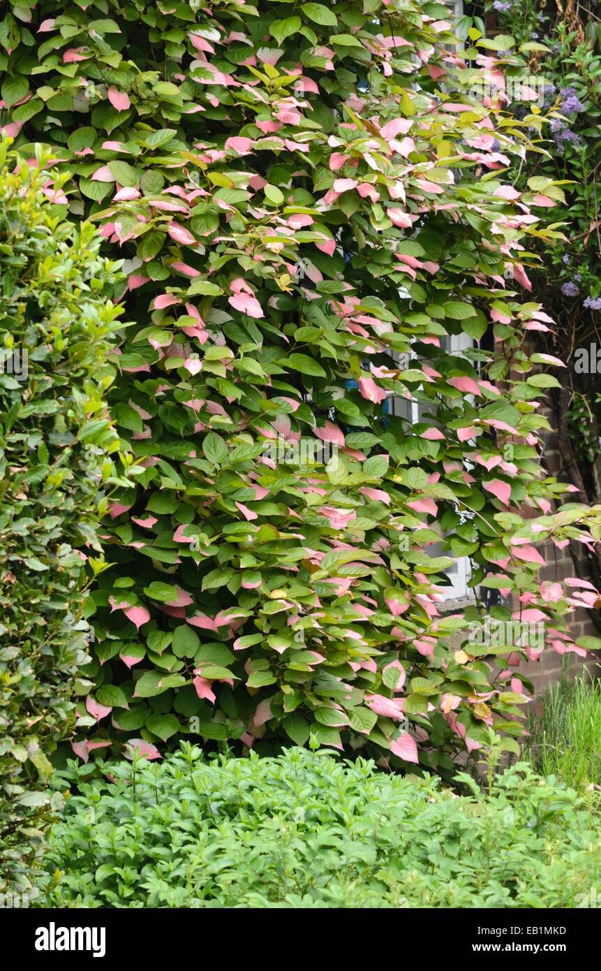 Variegated kiwi vine (Actinidia kolomikta Stock Photo - Alamy