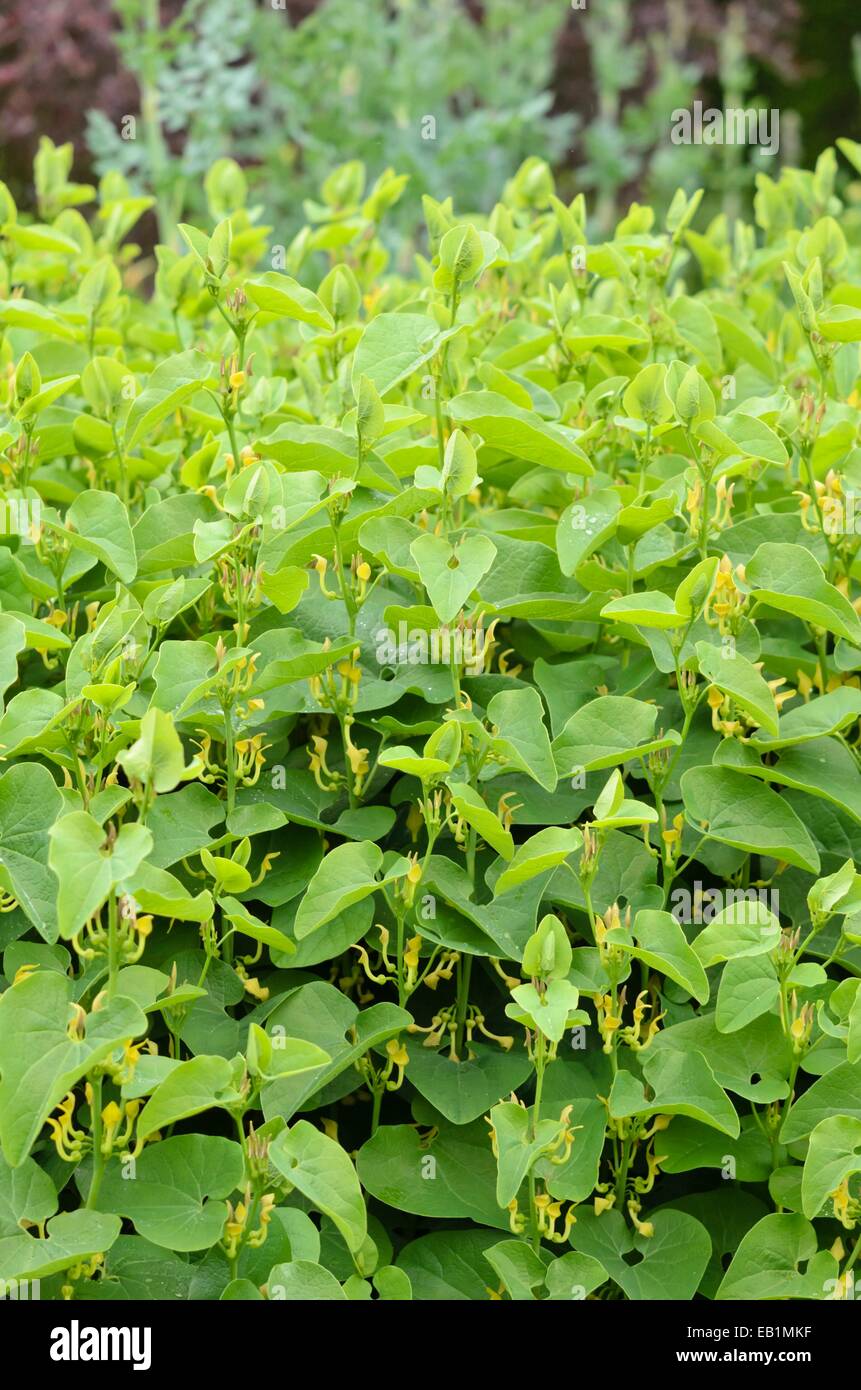 European birthwort (Aristolochia clematitis Stock Photo - Alamy