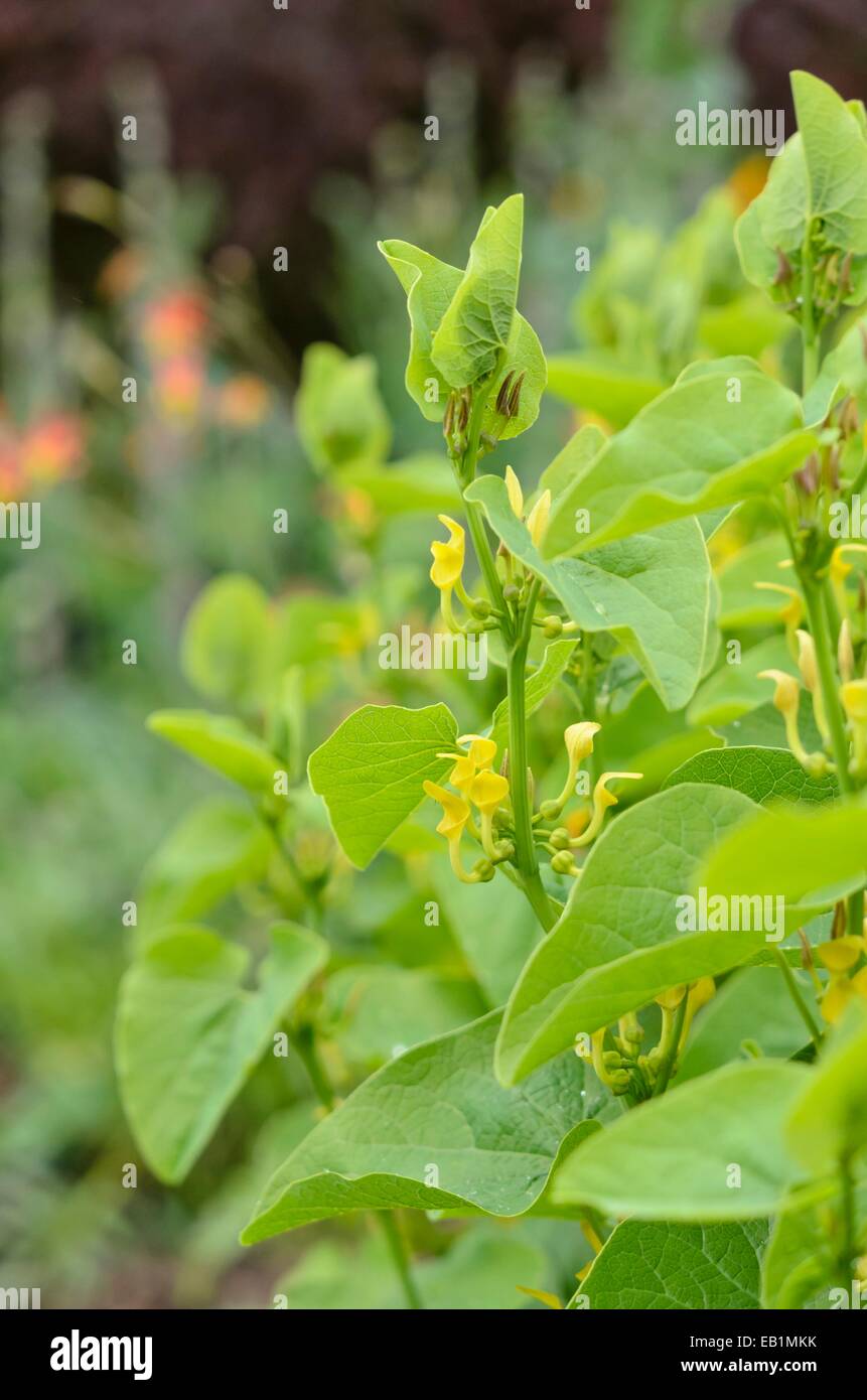 Birthwort hi-res stock photography and images - Alamy