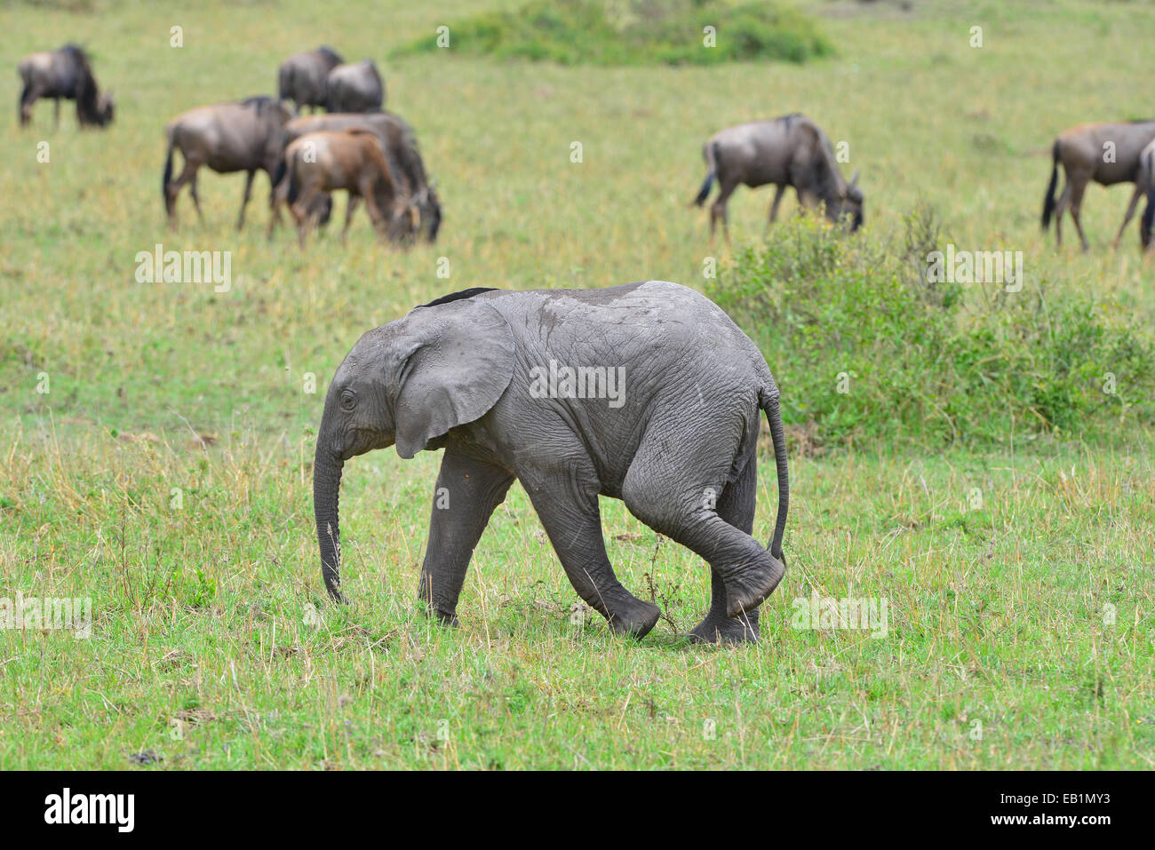 Masai Mara Elephant Stock Photo - Alamy