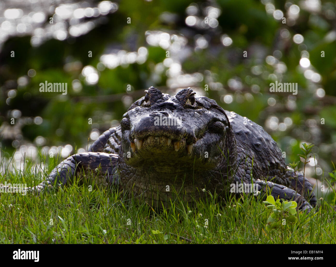 Jacare caiman hi-res stock photography and images - Alamy