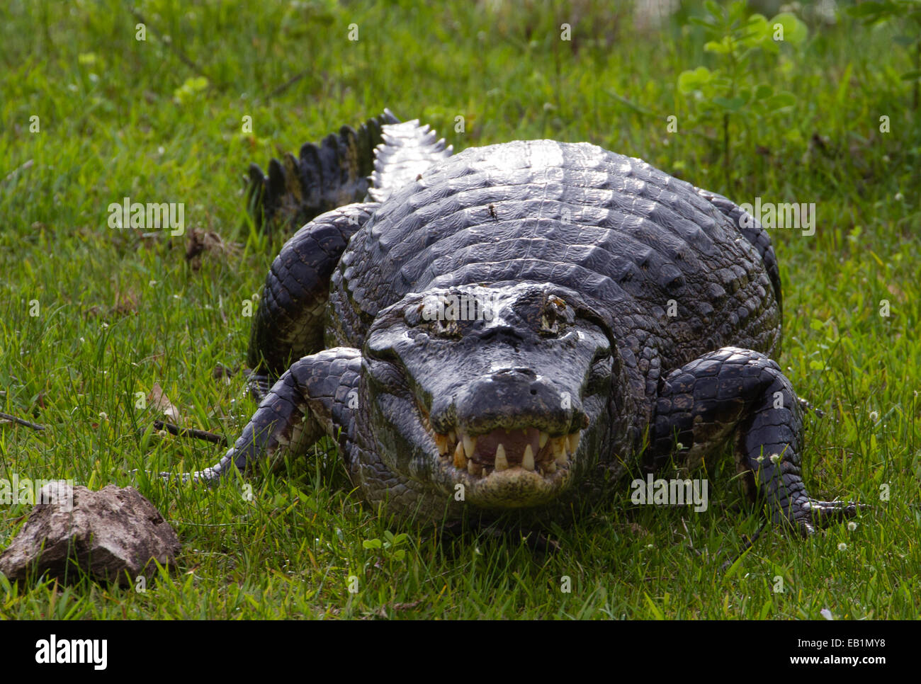 Yacare caiman hi-res stock photography and images - Alamy