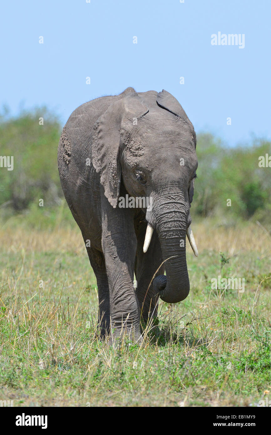 African elephant masai mara hi-res stock photography and images - Alamy