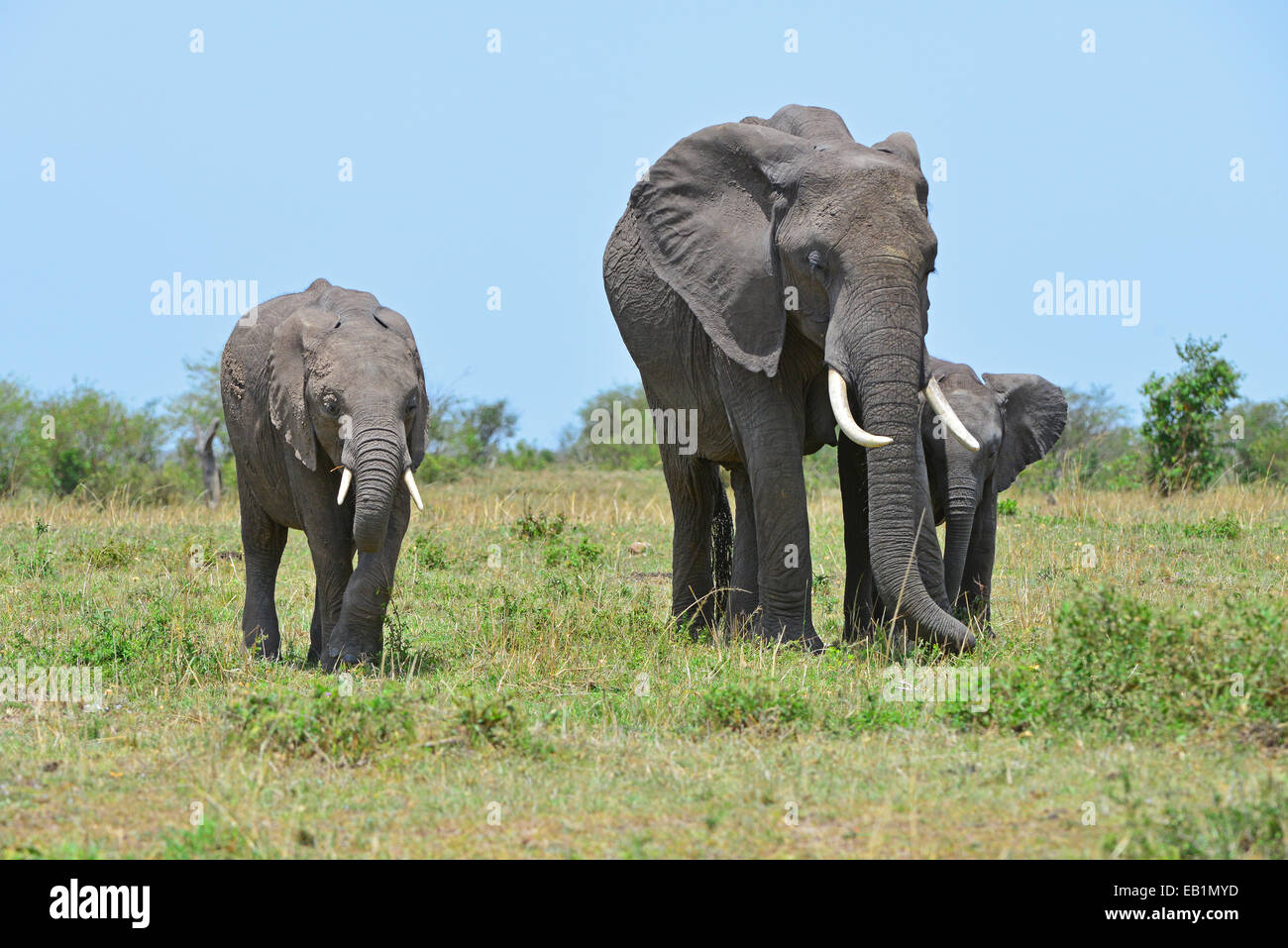 Masai Mara Elephant Stock Photo - Alamy