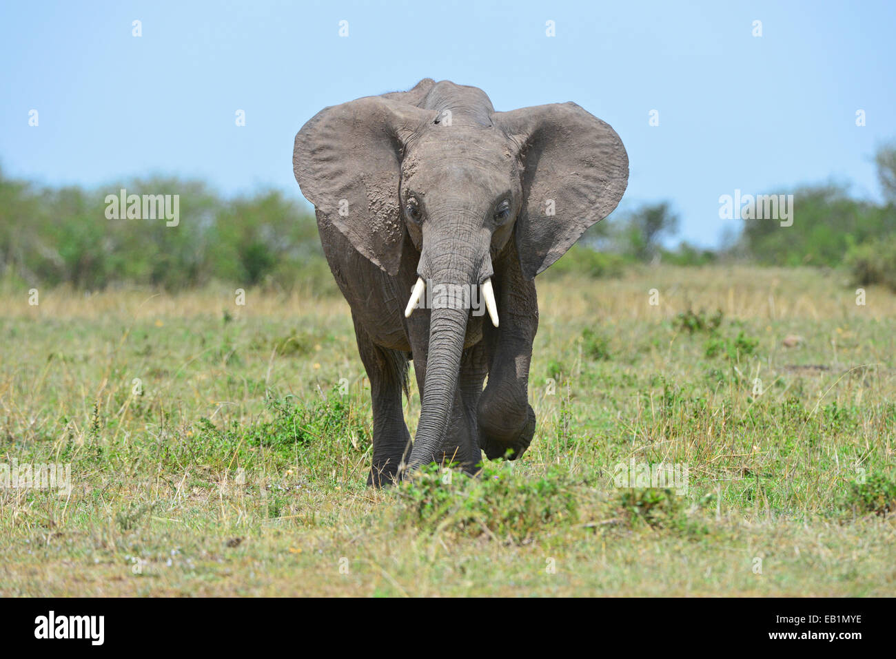 Masai Mara Elephant Stock Photo - Alamy