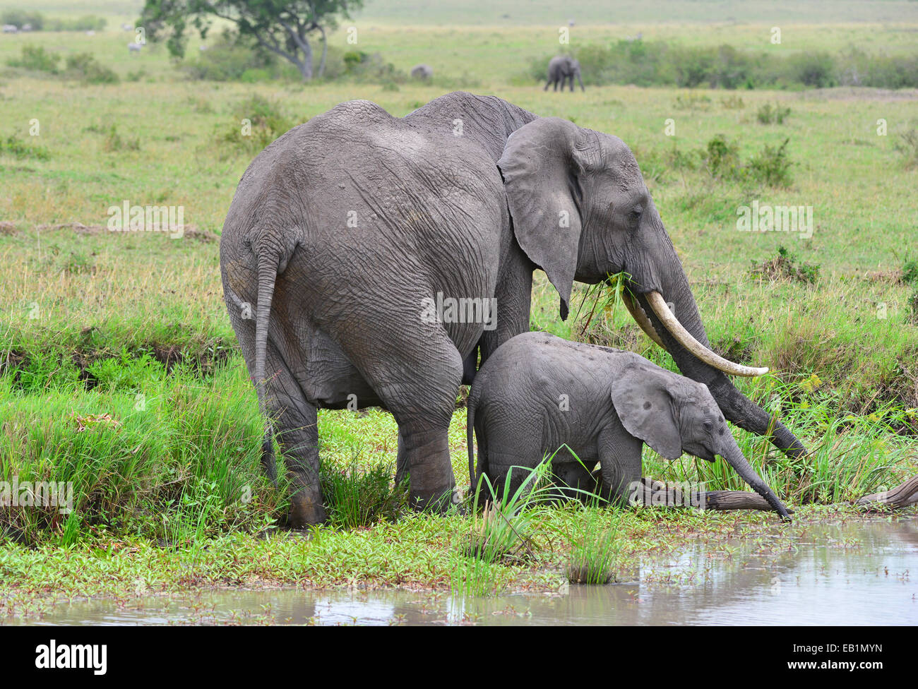 Masai Mara Elephant Stock Photo - Alamy