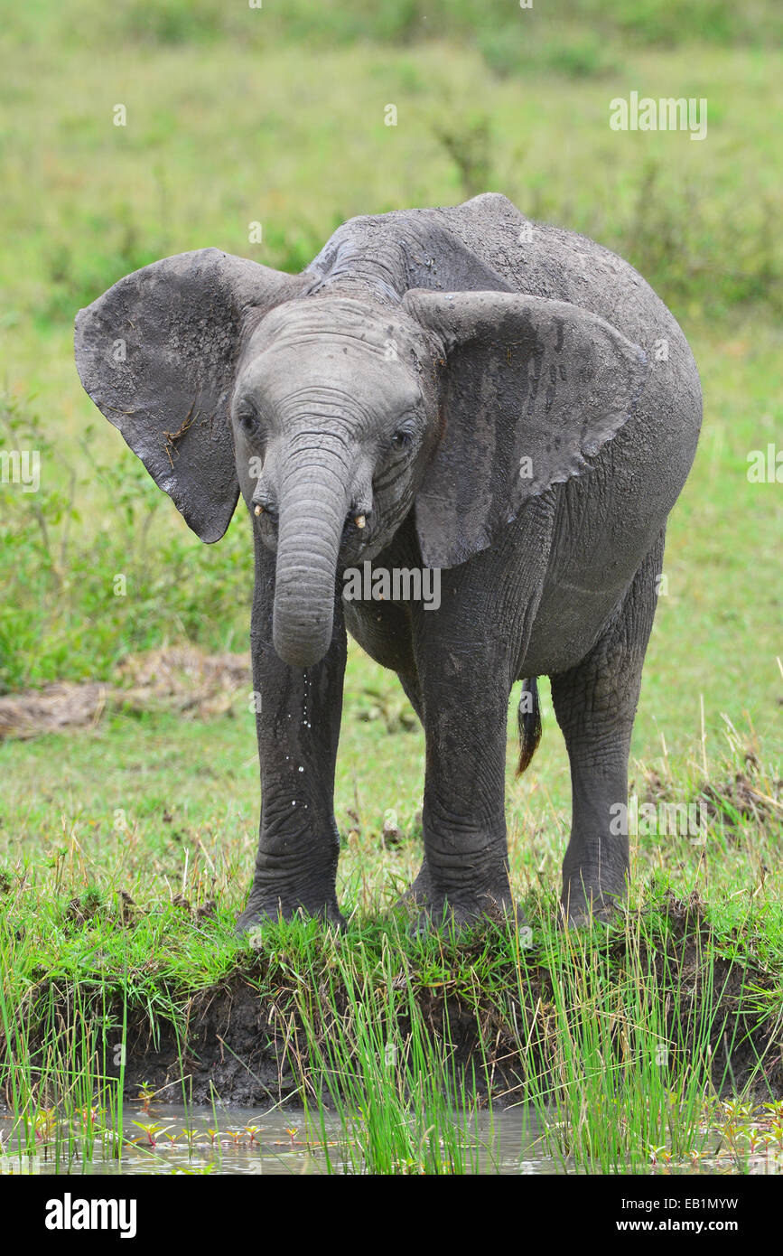 Masai Mara Elephant Stock Photo - Alamy